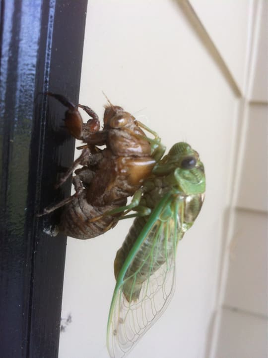 Cicada-21 - Arrow Termite & Pest Control