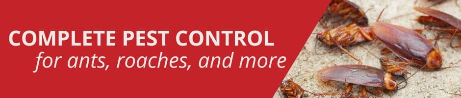 pest-control-consultation - Arrow Termite & Pest Control