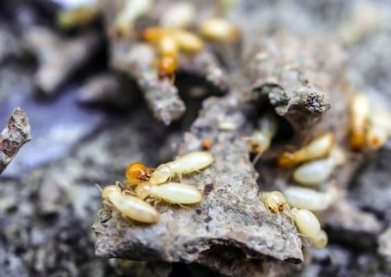 termite-facts-282x200@2x - Arrow Termite and Pest Control