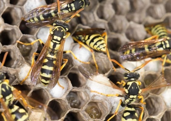 wasp-nest-282x200@2x - Arrow Termite & Pest Control