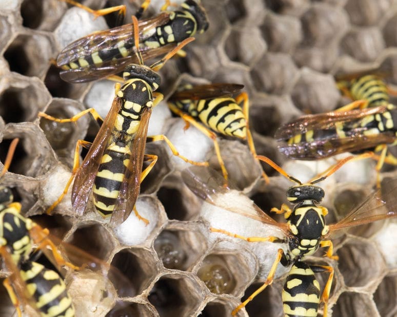 The 4 Scariest Wasps From Around the World