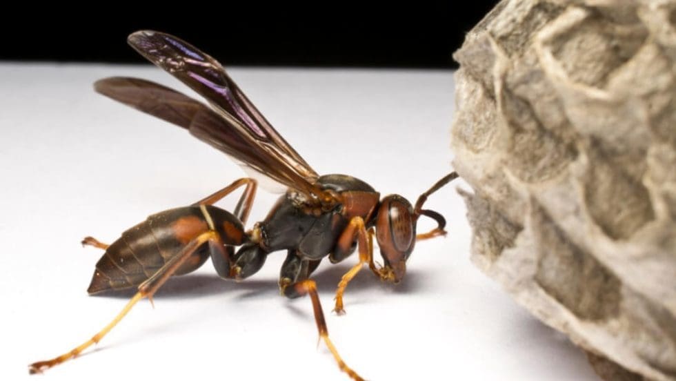 Stinging Wasps in Louisiana | Types, Behavior, and Safety Tips