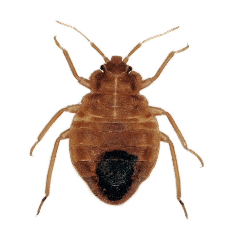 How To Find Bed Bugs And What Signs To Look Out For Arrow Termite And ...